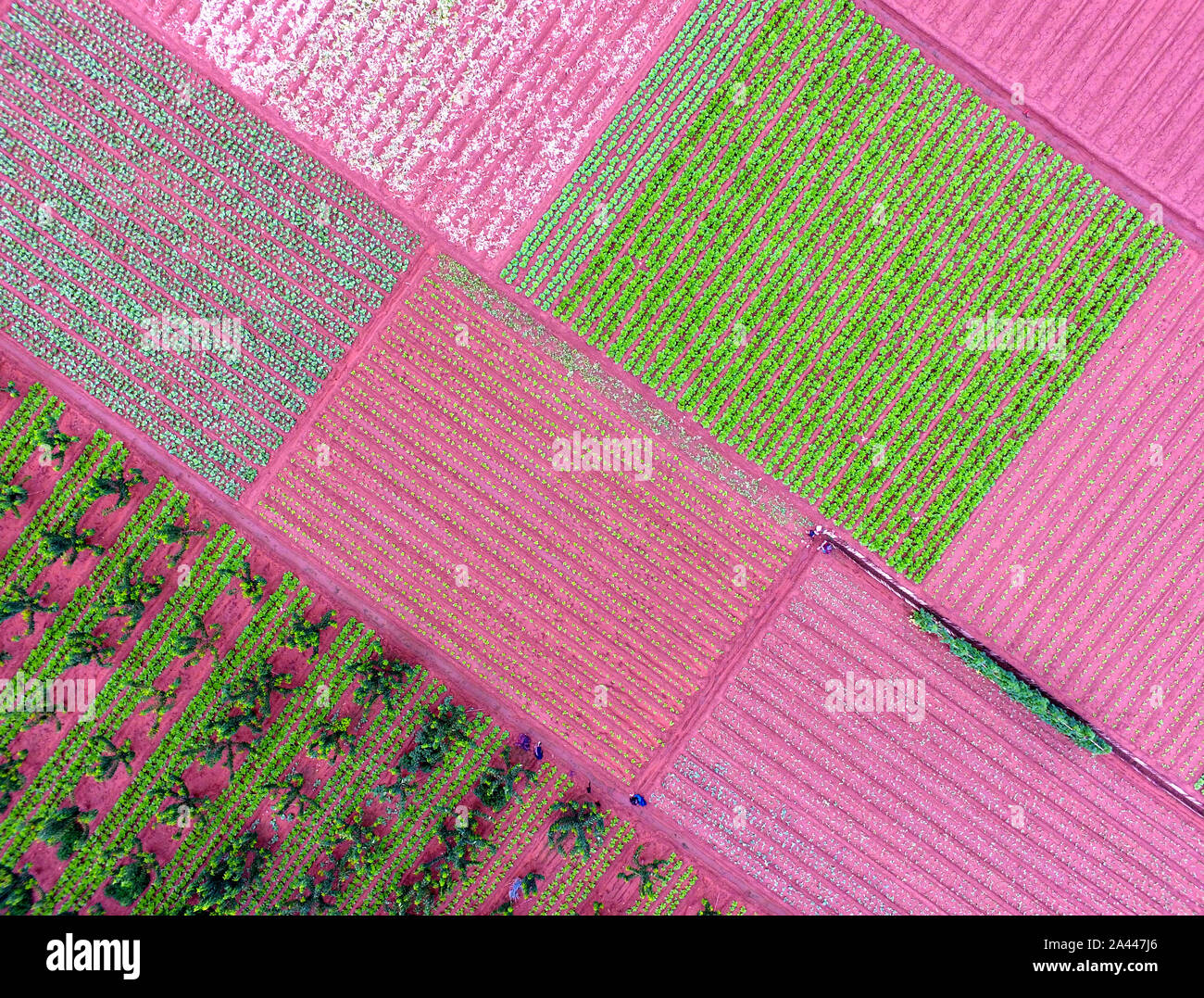 Aerial view of the colorful fields being poured by rains caused by ...