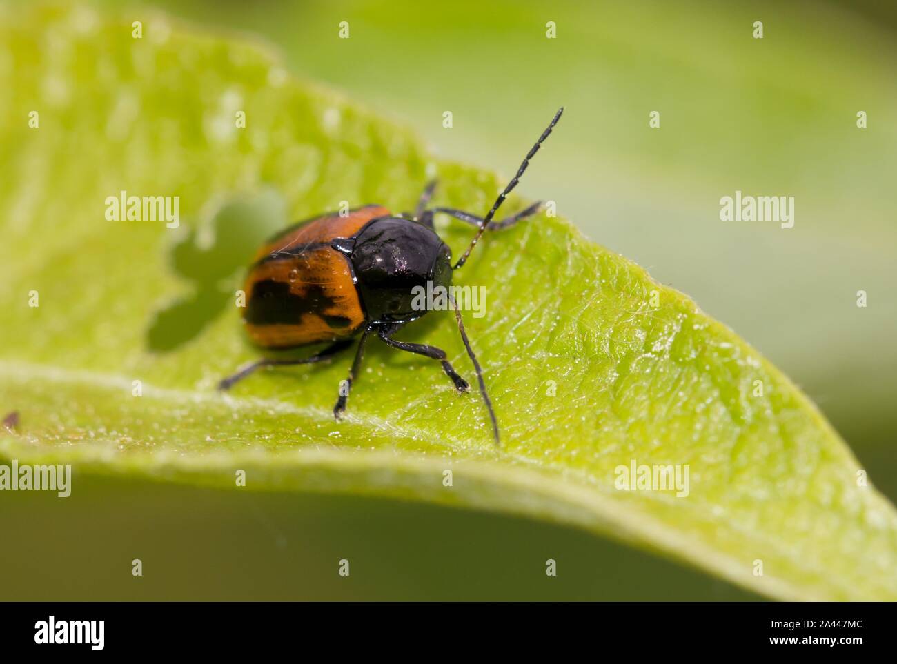 Leaf beetle (Cryptocephalus bipunctatus Stock Photo - Alamy