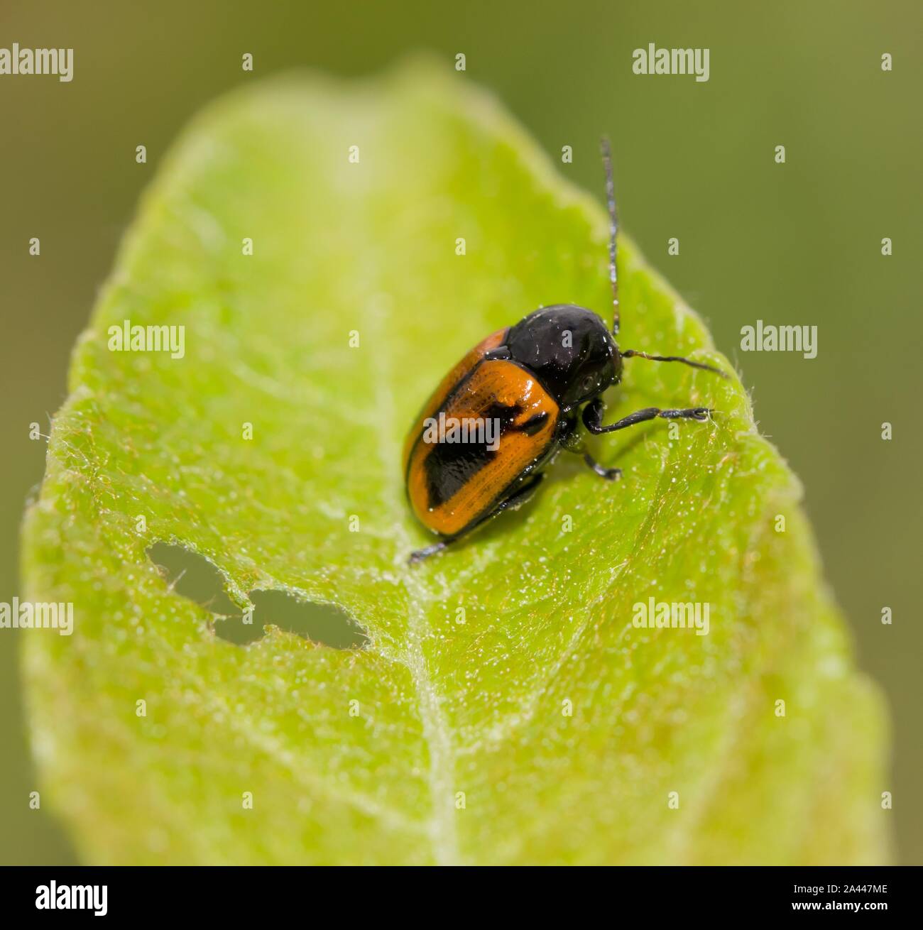 Leaf beetle (Cryptocephalus bipunctatus Stock Photo - Alamy