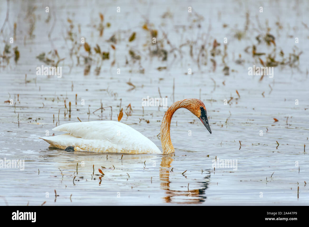 Trumpeter swan (Cygnus buccinator) in Ottawa National Wildlife Refuge ...
