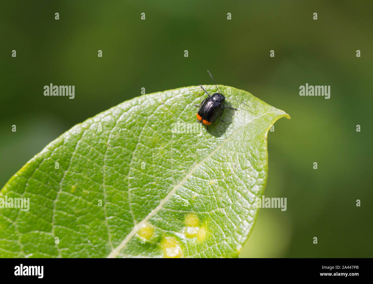 Leaf beetle (Cryptocephalus bipunctatus Stock Photo - Alamy