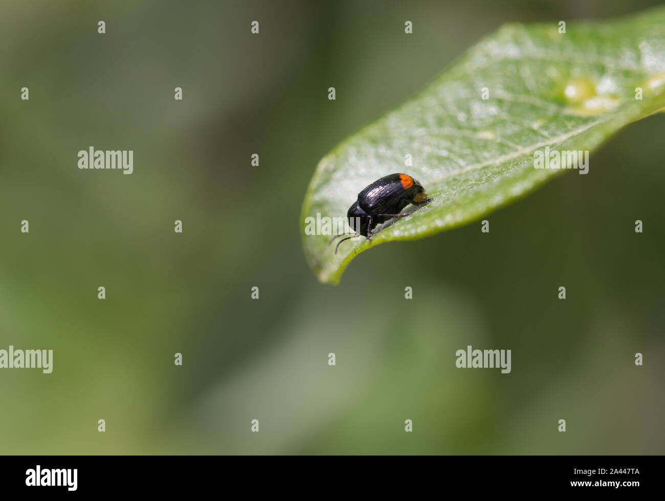 Leaf beetle (Cryptocephalus bipunctatus Stock Photo - Alamy
