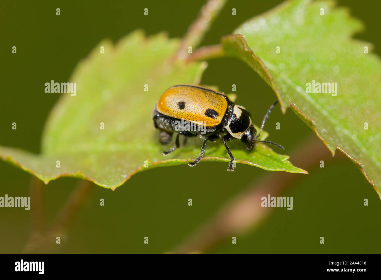 Leaf beetle (Cryptocephalus distinguendus Stock Photo - Alamy