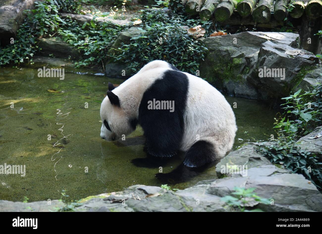 Giant panda brothers, Chengjiu and Shuanghao, eat bamboo and take a ...