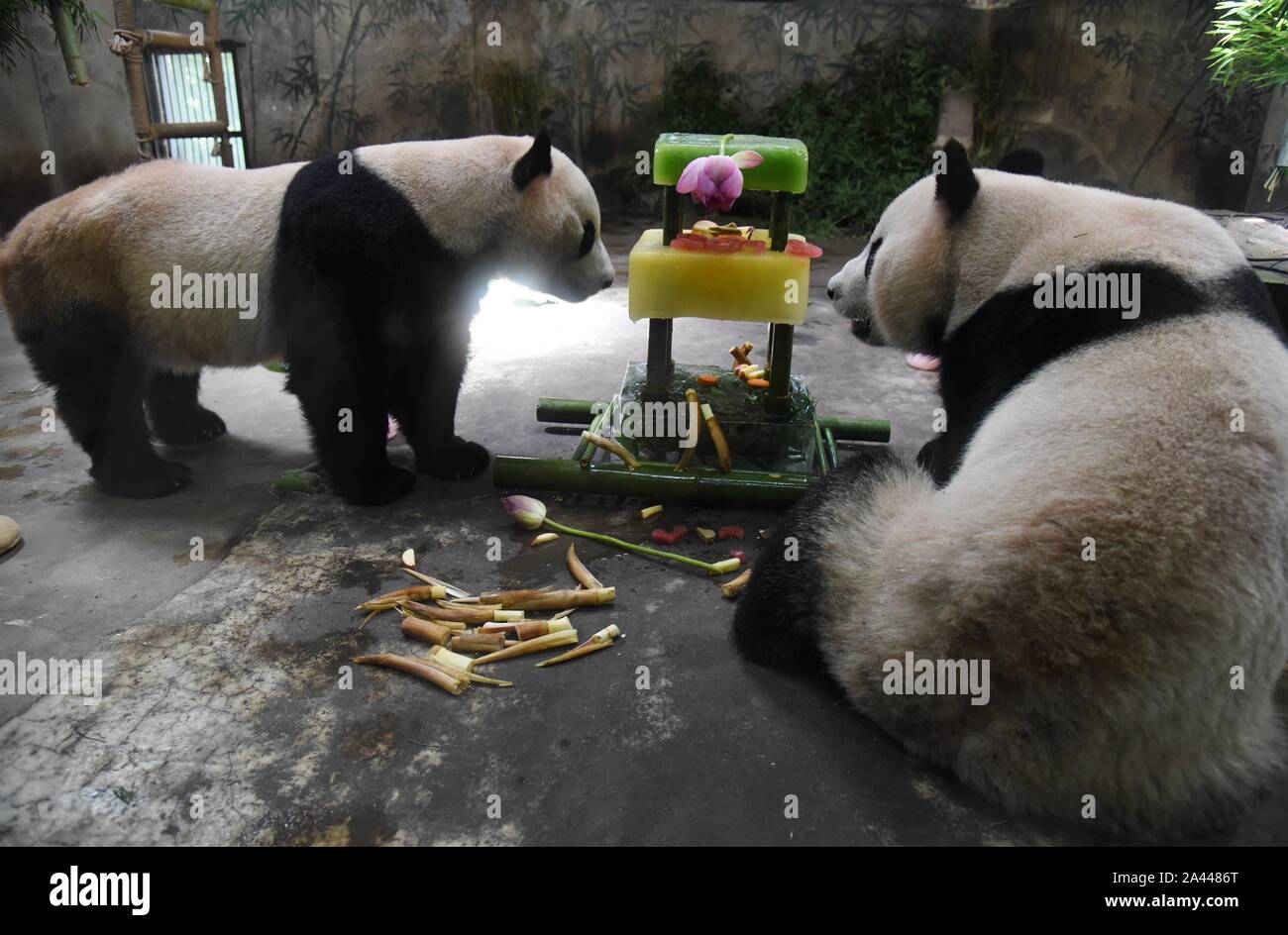 Giant panda brothers Chengjiu and Shuanghao enjoy bamboo shoots and ice ...