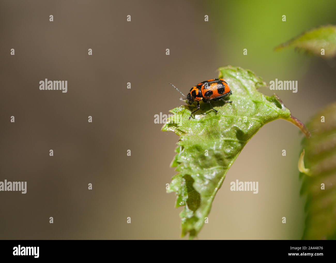 Cryptocephalus sexpunctatus hi-res stock photography and images - Alamy