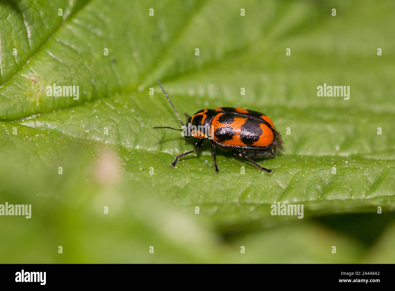 Cryptocephalus sexpunctatus hi-res stock photography and images - Alamy