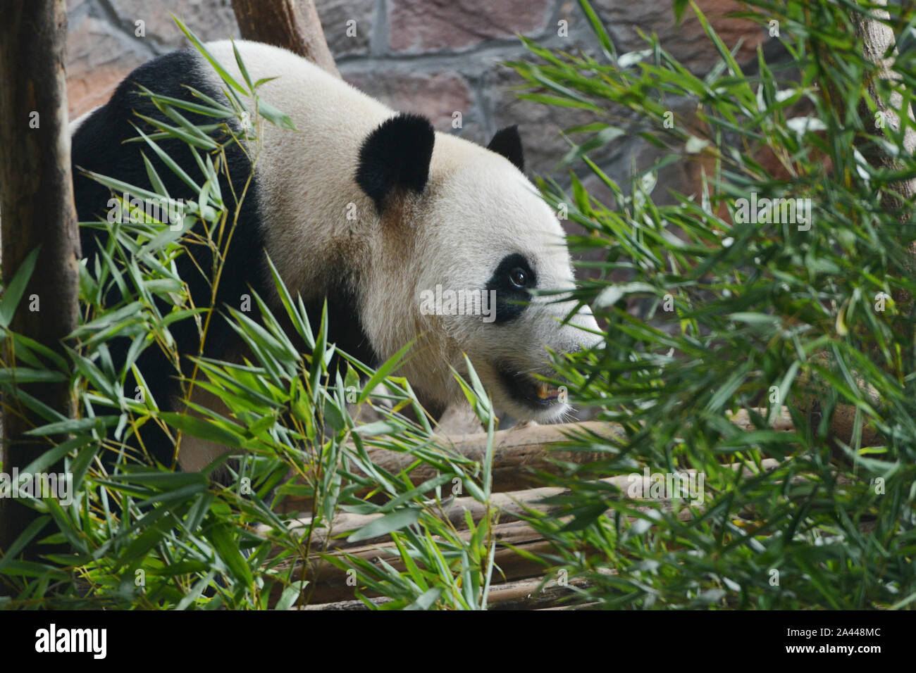 Pand bamboo forest hi-res stock photography and images - Alamy