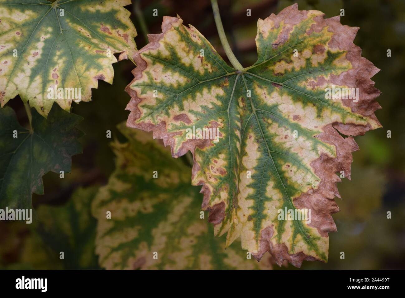 withered Vine leaf in a Vineyard Stock Photo - Alamy