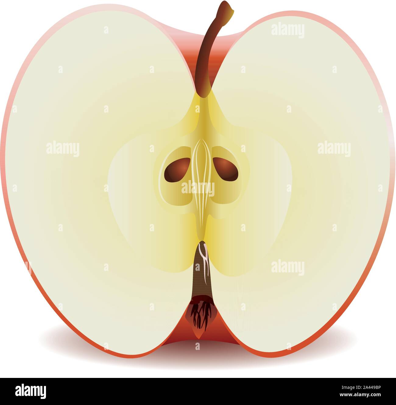 Sliced half fresh red apple on white background Stock Vector Image ...