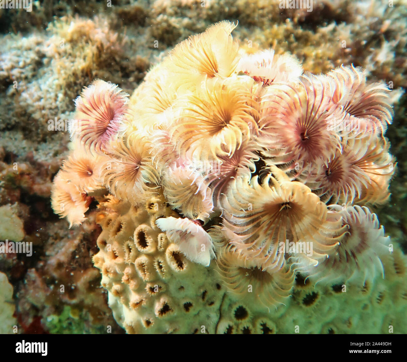 Equator flowers hi-res stock photography and images - Alamy