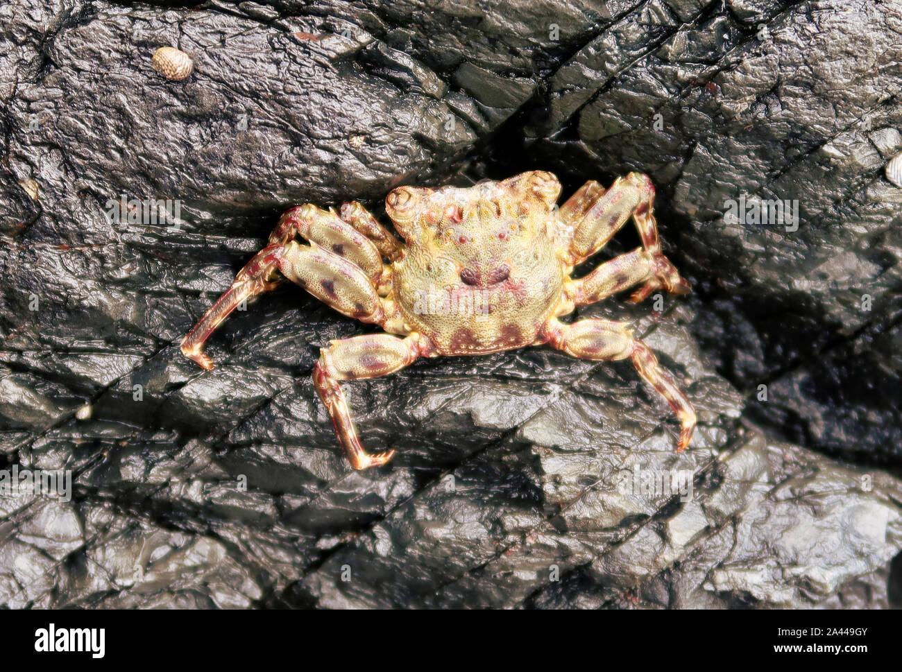 crab clinging to rock wall Stock Photo - Alamy