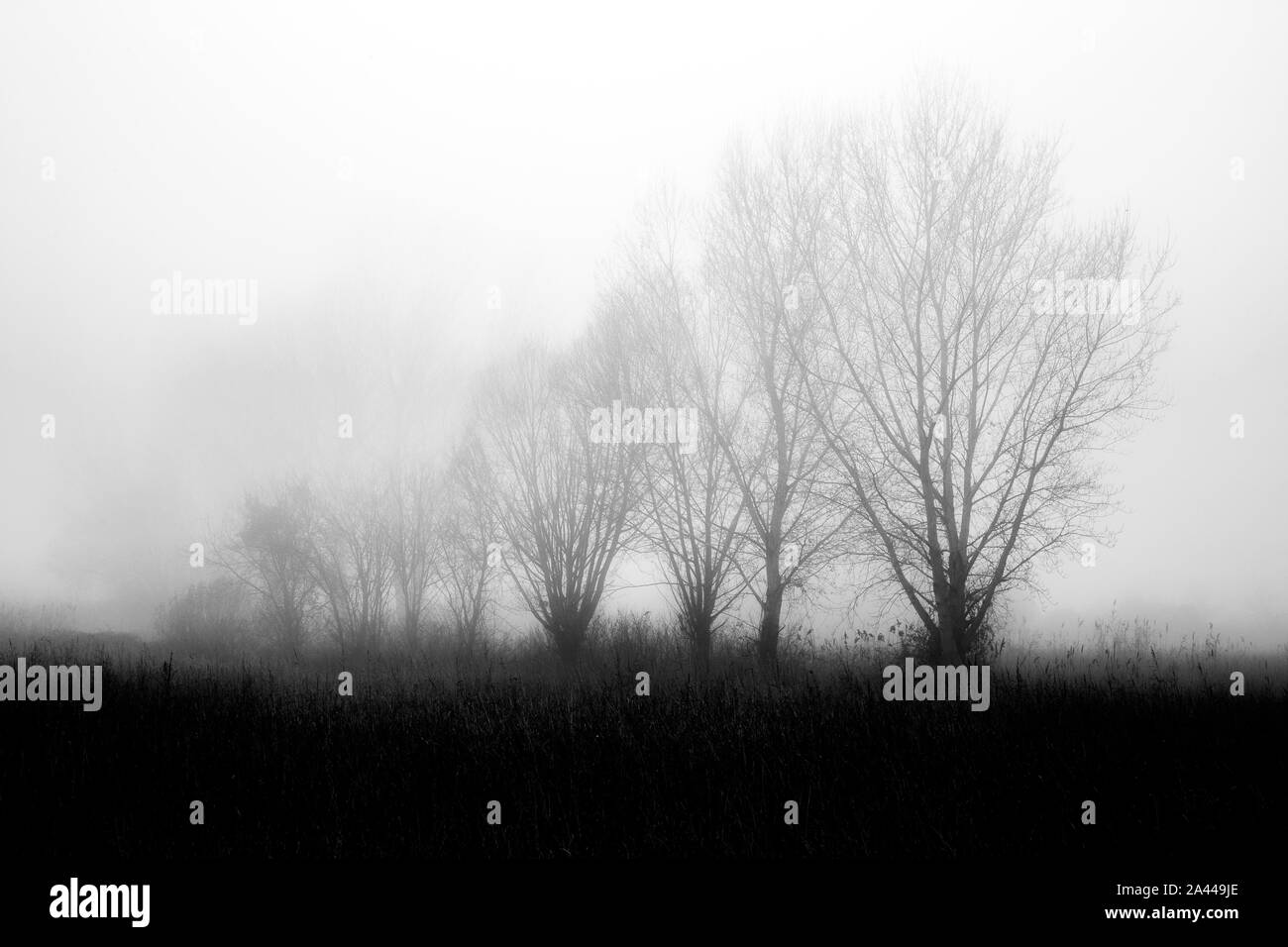 View foggy meadow in fog Black and White Stock Photos & Images - Alamy