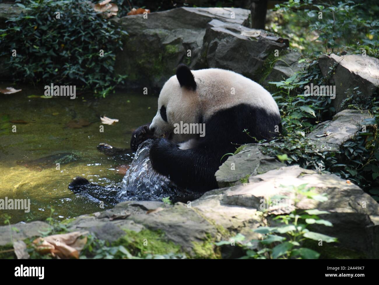 Giant panda brothers, Chengjiu and Shuanghao, eat bamboo and take a ...