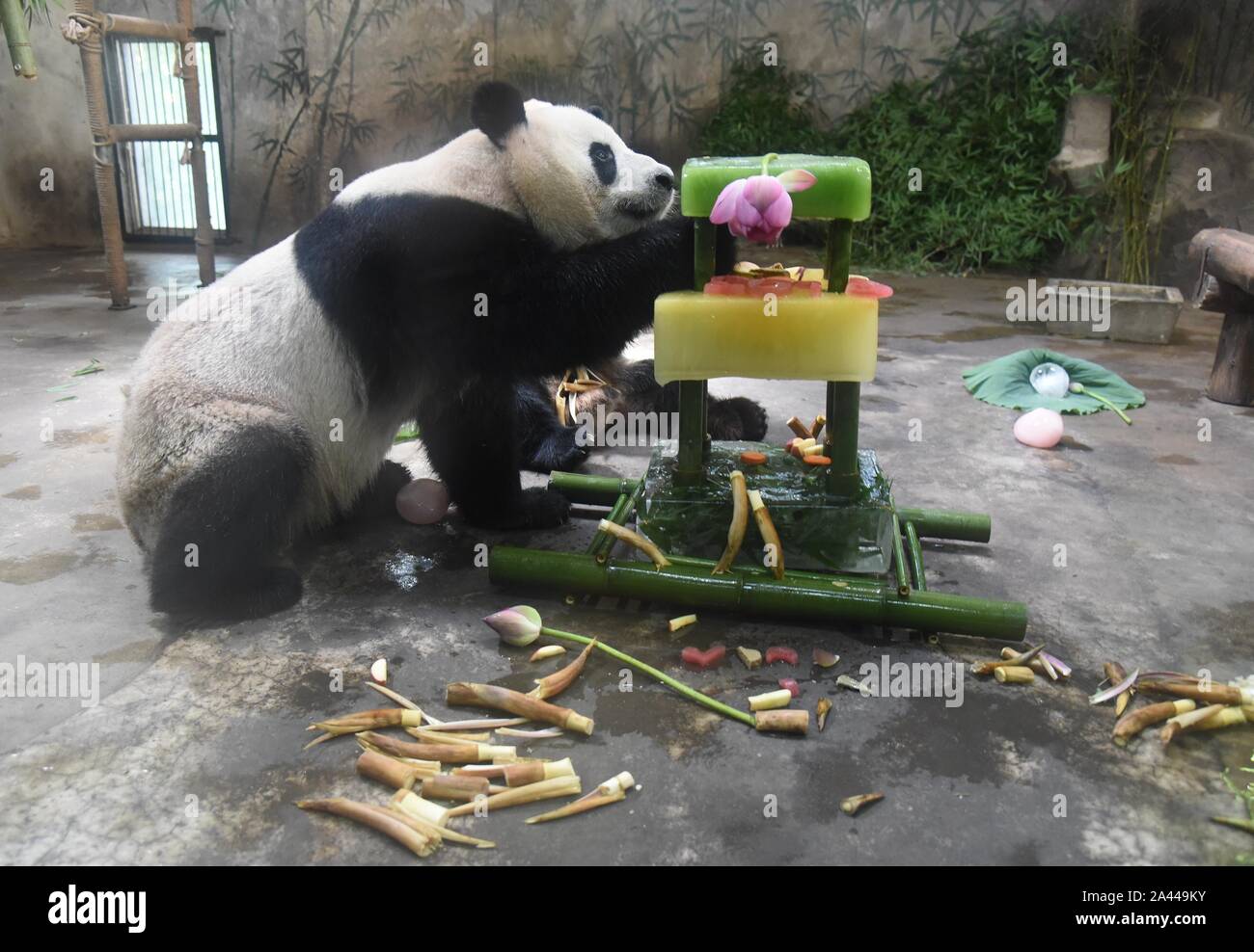 Giant panda brothers Chengjiu and Shuanghao enjoy bamboo shoots and ice ...