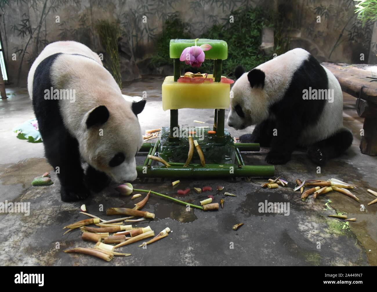 Giant panda brothers Chengjiu and Shuanghao enjoy bamboo shoots and ice ...