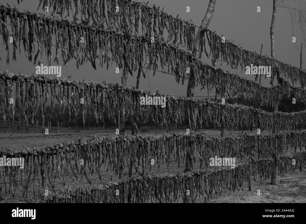 Dry fish plant on the sea beach at Kuakata in Patuakhali, Bangladesh ...