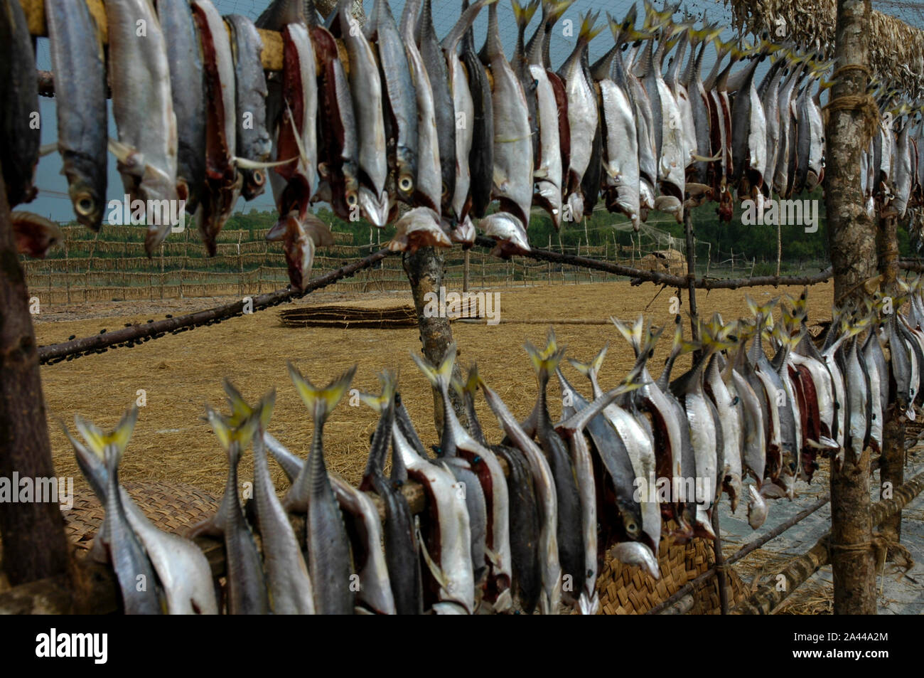 Dry fish plant on the sea beach at Kuakata in Patuakhali, Bangladesh ...