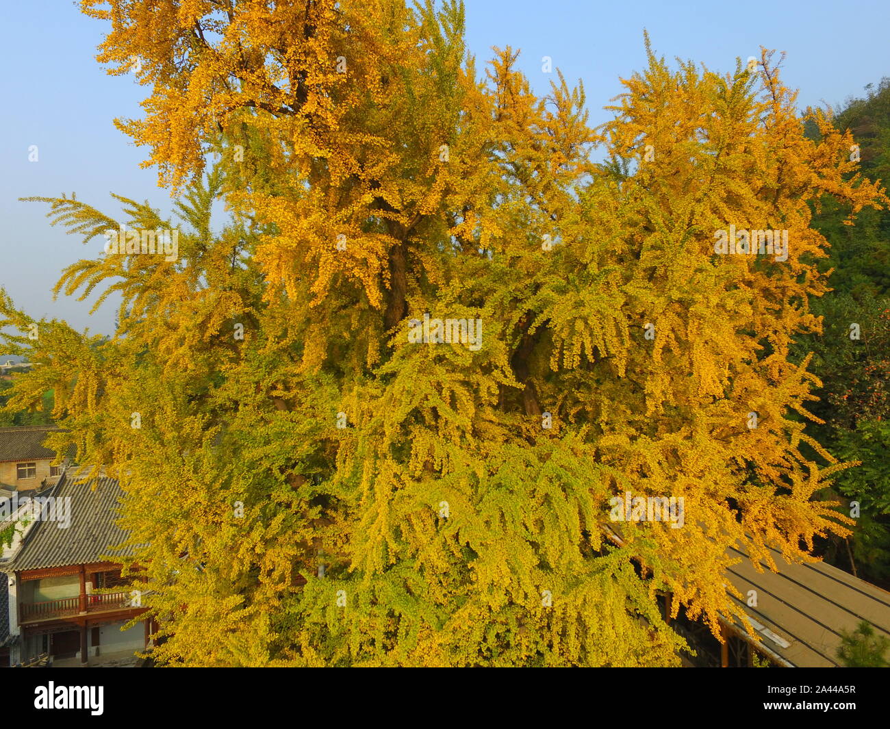 An aerial view of the ancient ginkgo tree with golden leaves at the ...