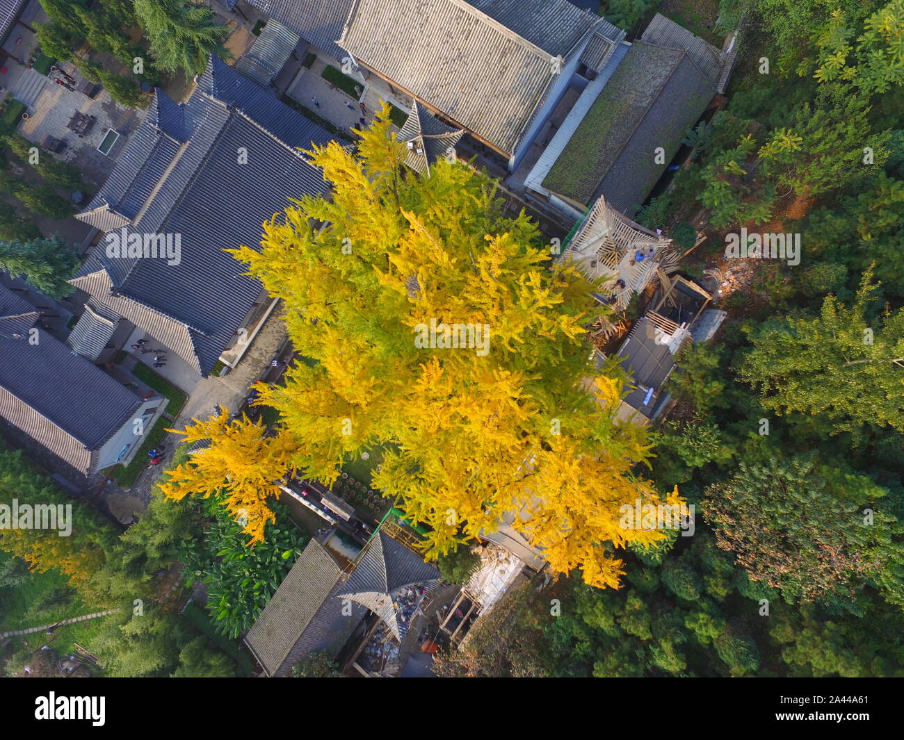 An aerial view of the ancient ginkgo tree with golden leaves at the ...