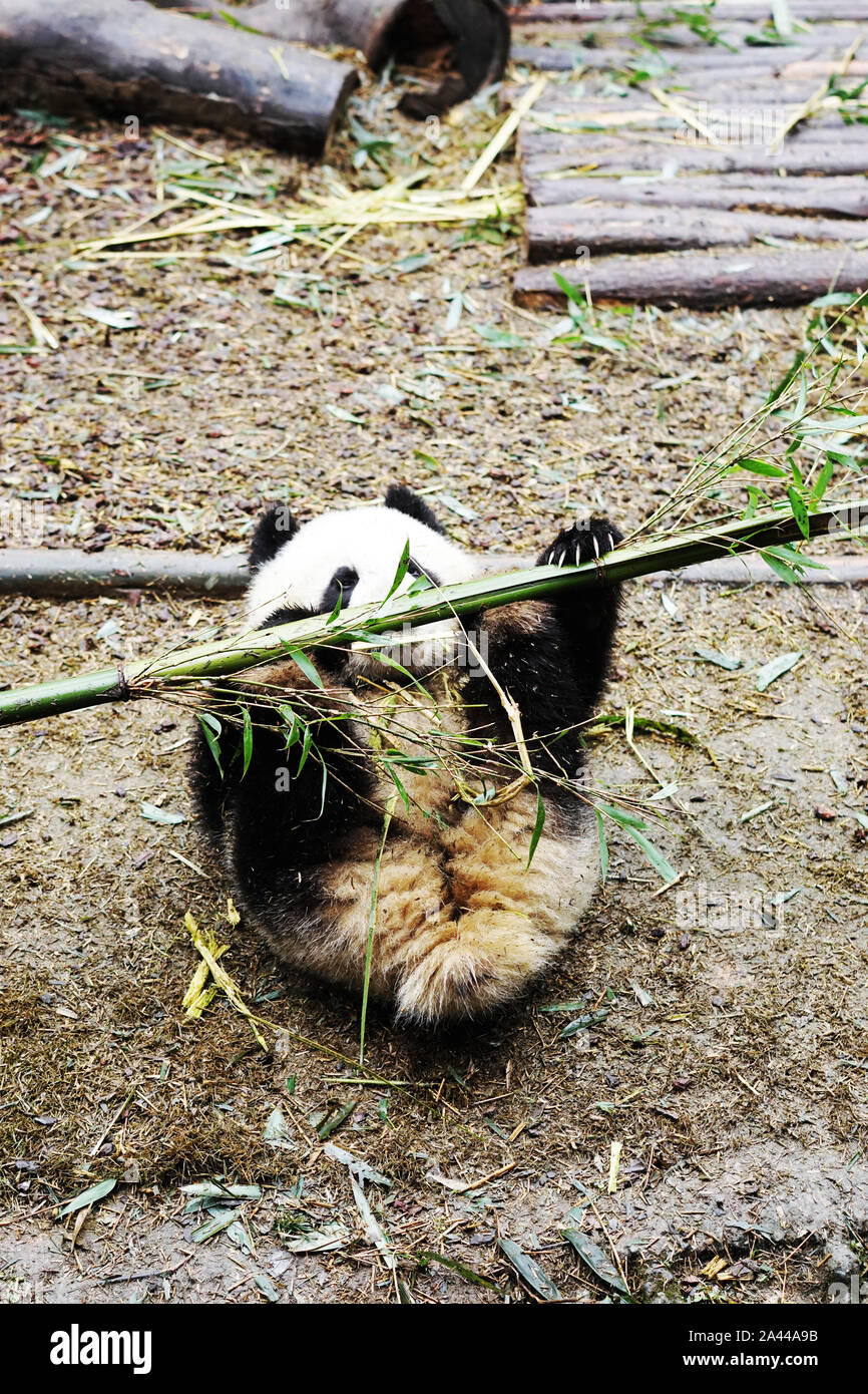 Giant pandas eat bamboo outside of rooms at Chengdu Research Base of ...