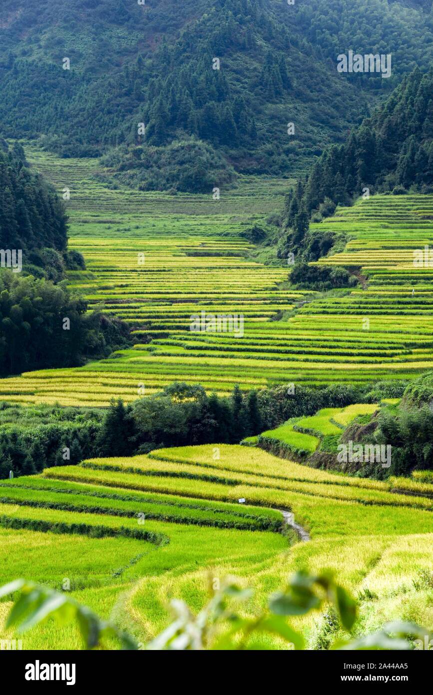 The village of Suichuan is turning yellow as autumn comes in Ji'an city ...