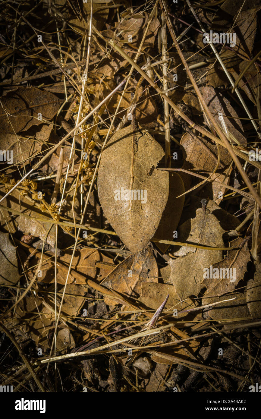 Single leaf sitting on the forest floor along sticks and leaves Stock ...