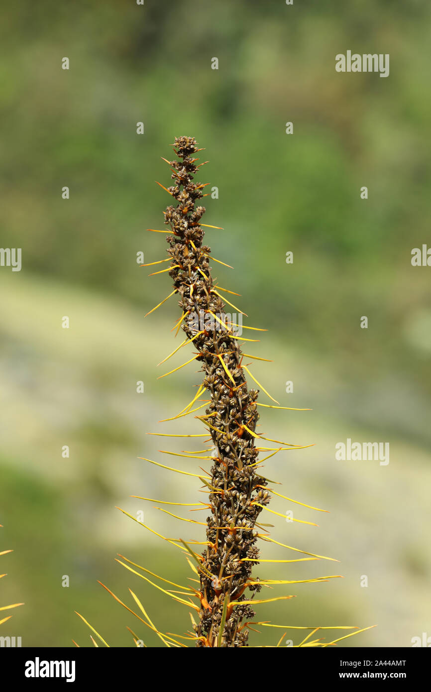 Aciphylla spearfoot plant New Zealand Stock Photo - Alamy