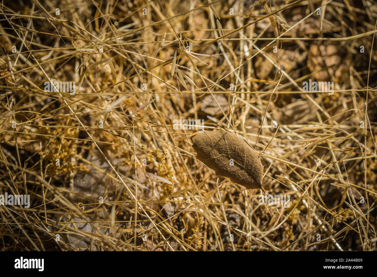 Single brown leaf caught in a tangle of dead long grass Stock Photo - Alamy
