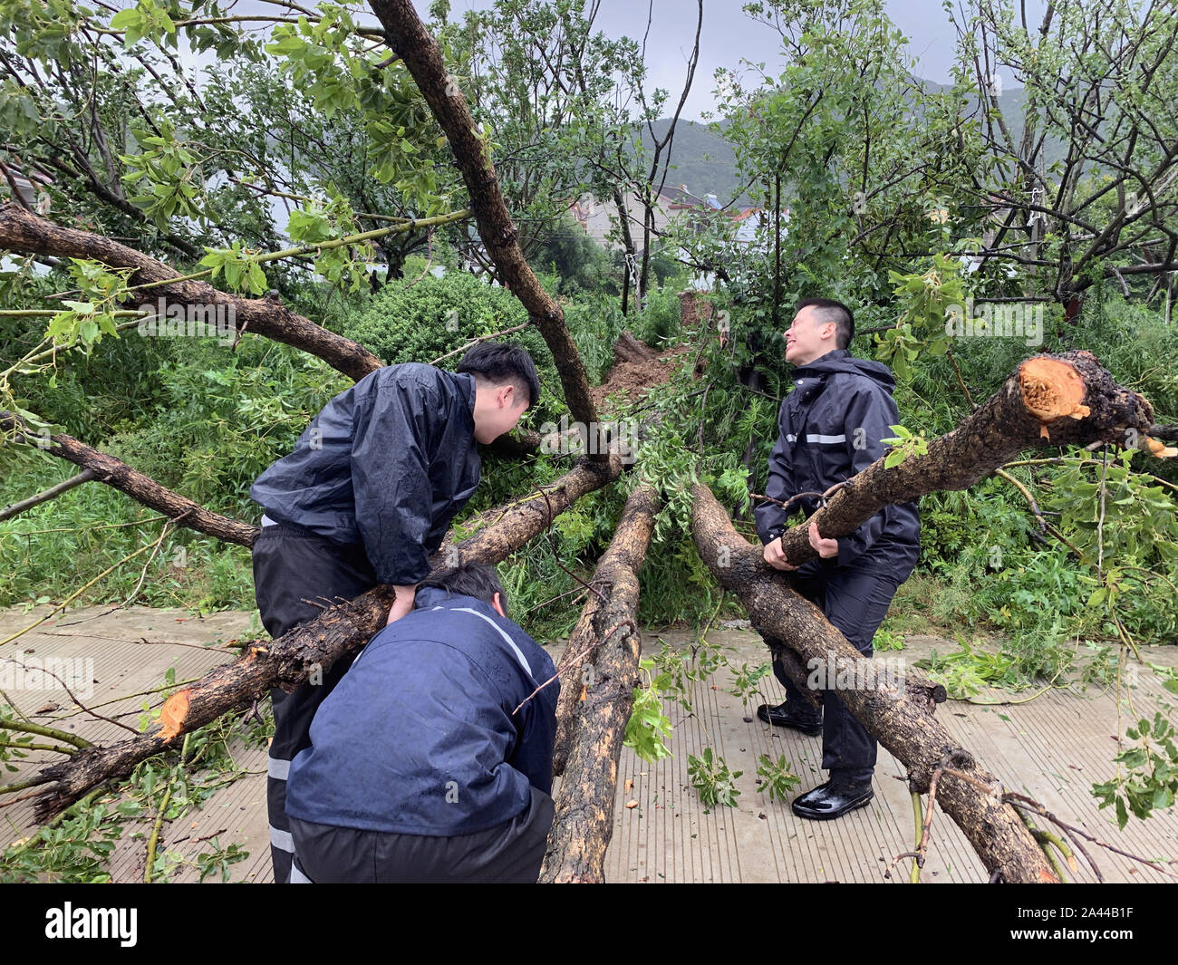 Chinese rescuers clear away trees uprooted by strong wind caused by ...