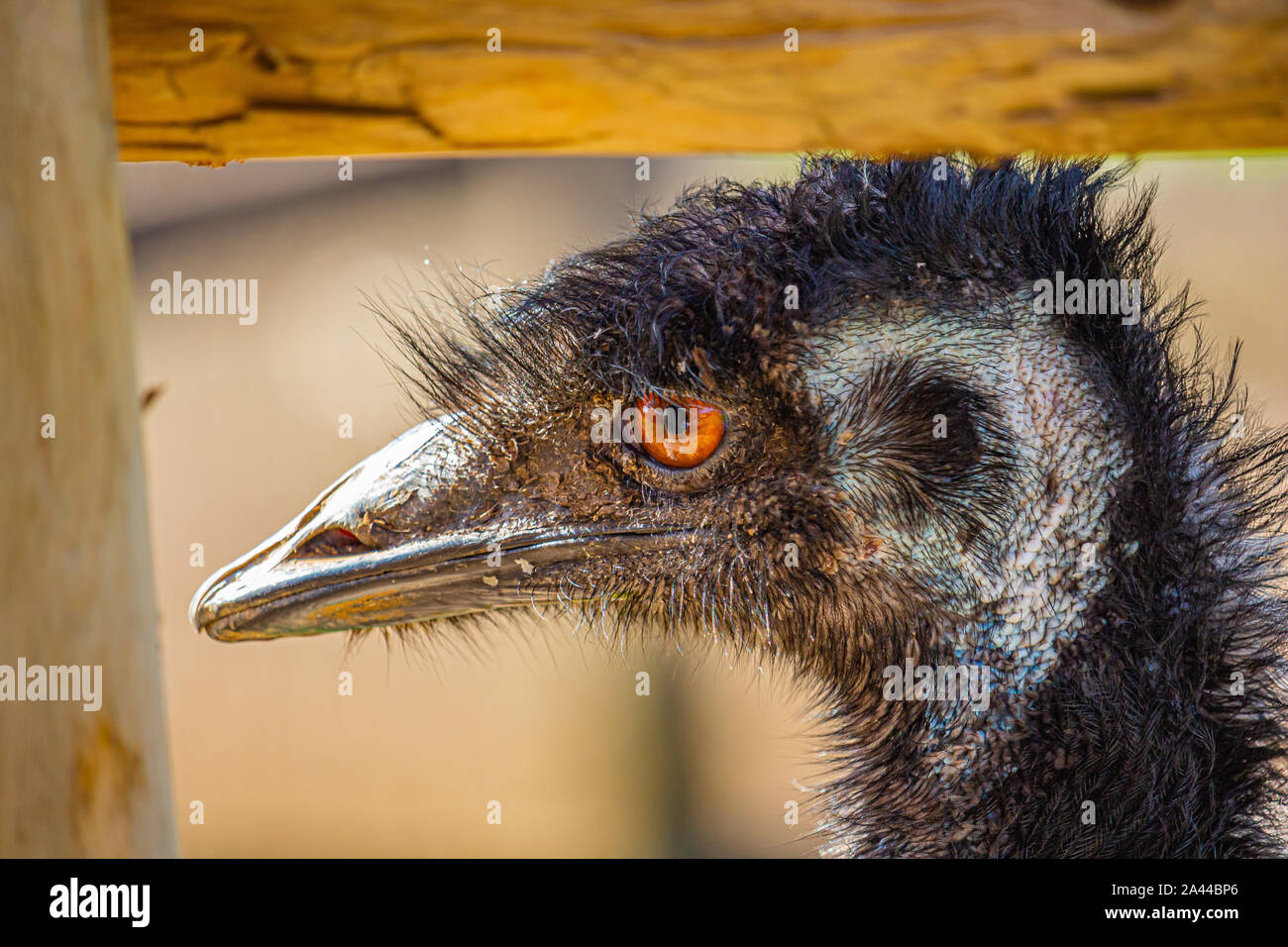 An emu inside a fenced-in area looks out by the corner fencepost. Its ...