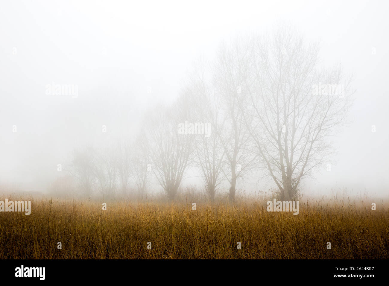 A perspective view of a line of tree silhouettes in the fog Stock Photo ...