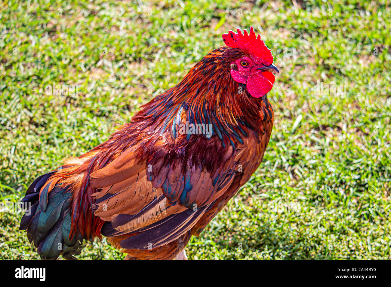 A brown rooster with vibrant feathers, and a bright red comb and ...