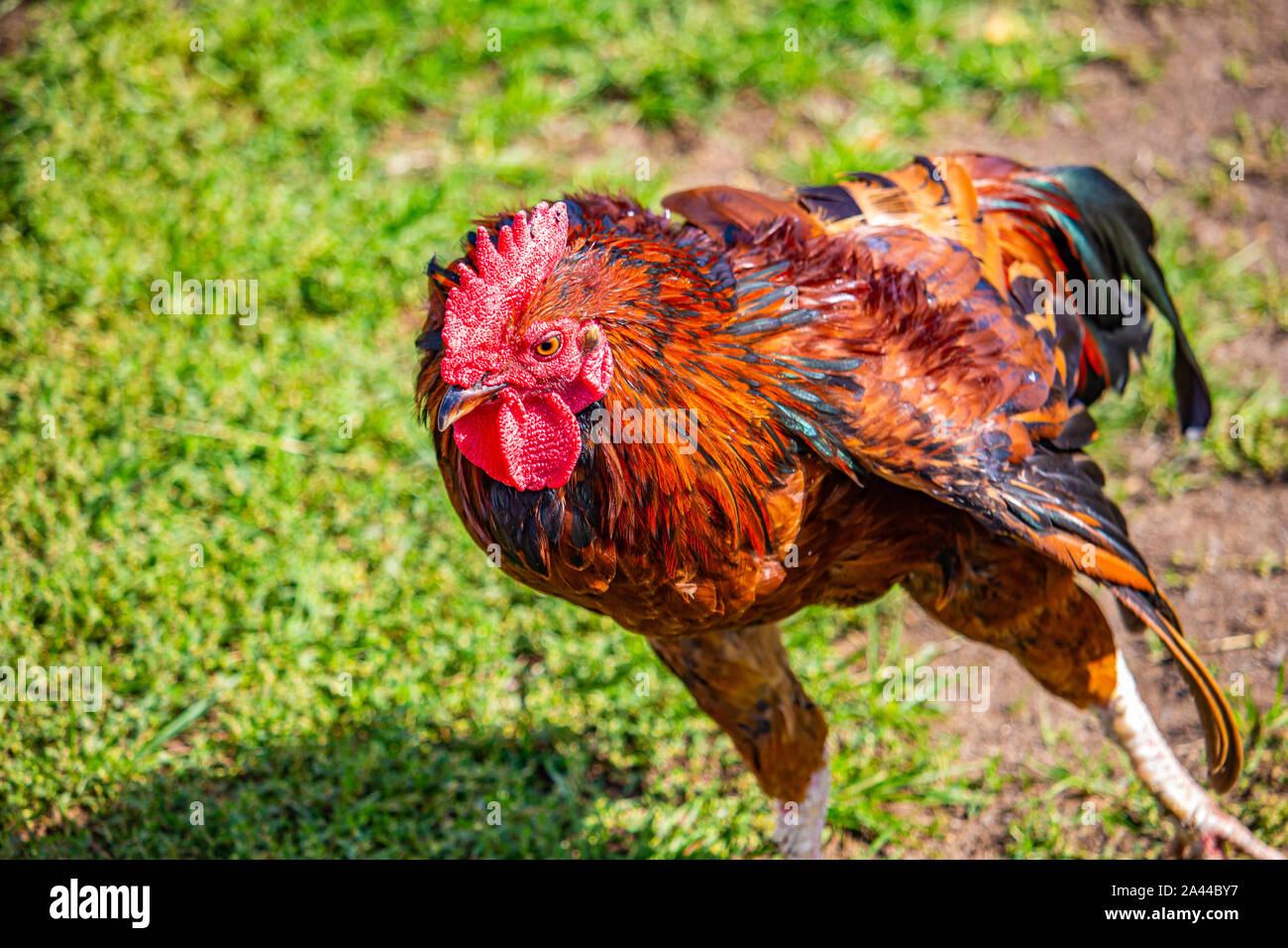 A brown rooster is standing on one foot as it stretches out its left ...