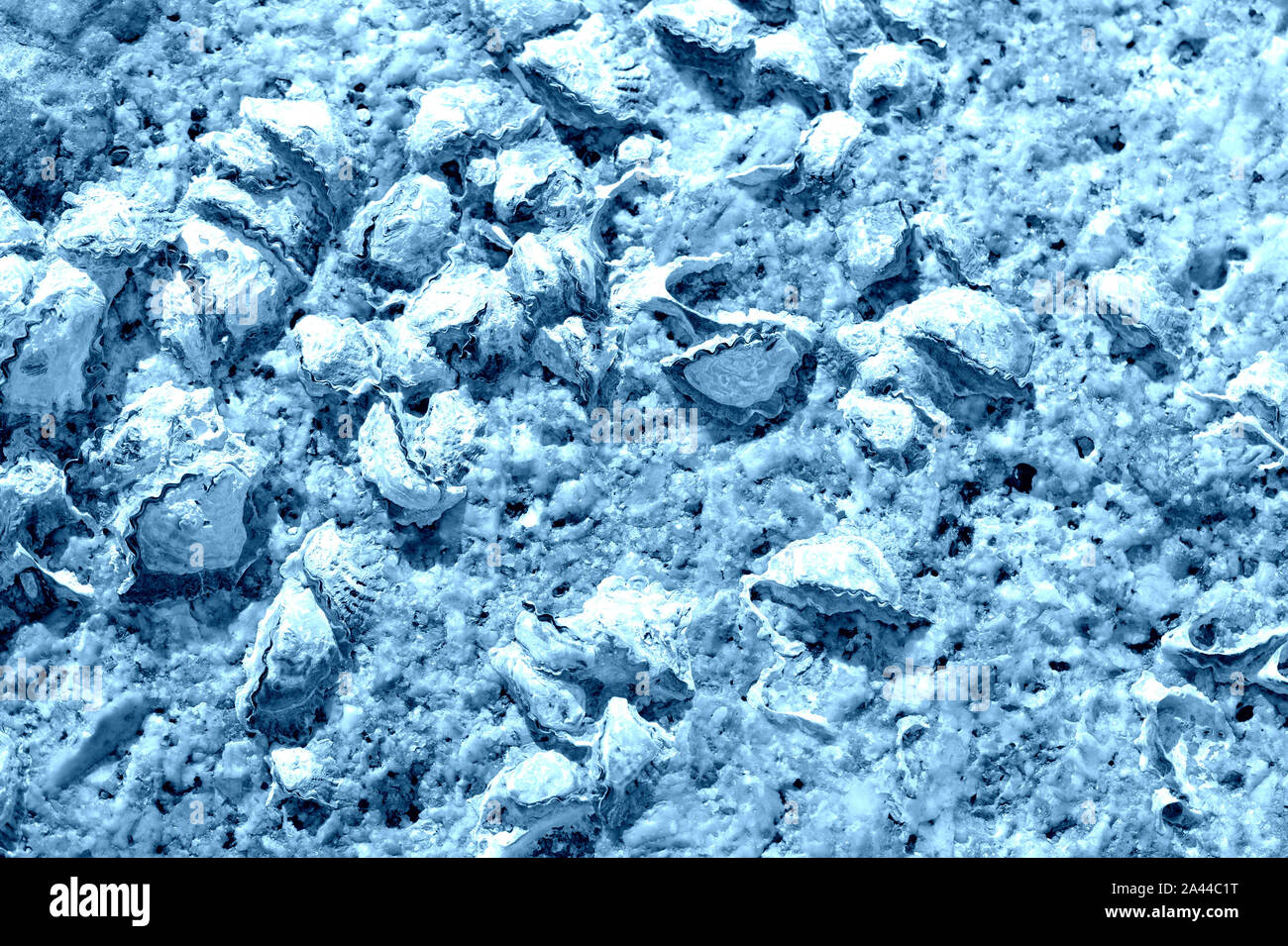 Seaside stone with seashells close-up. Natural background blue color ...