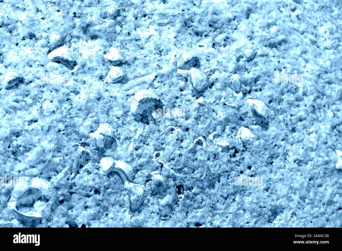 Seaside stone with seashells close-up. Natural background blue color ...