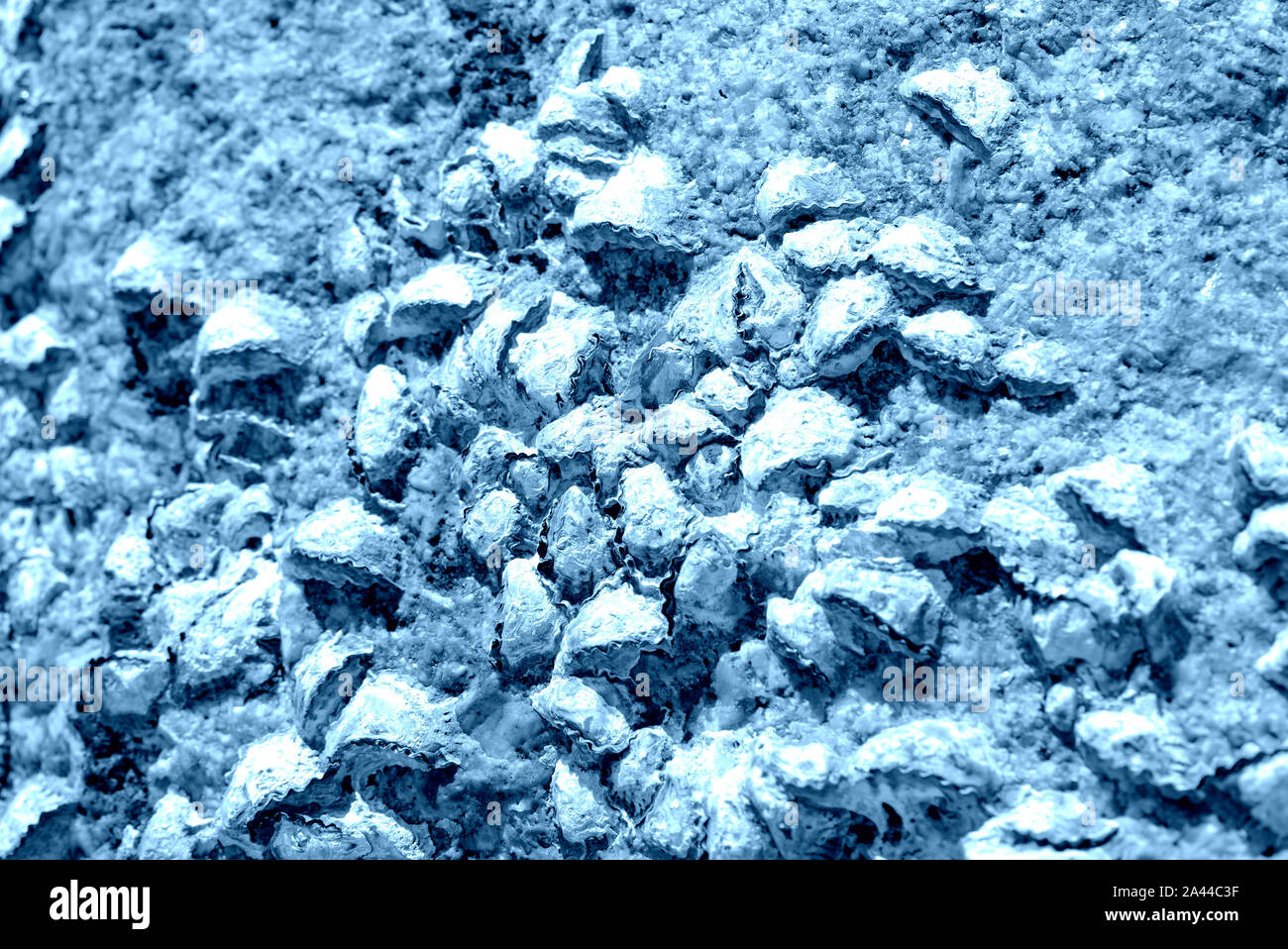 Seaside stone with seashells close-up. Natural background blue color ...