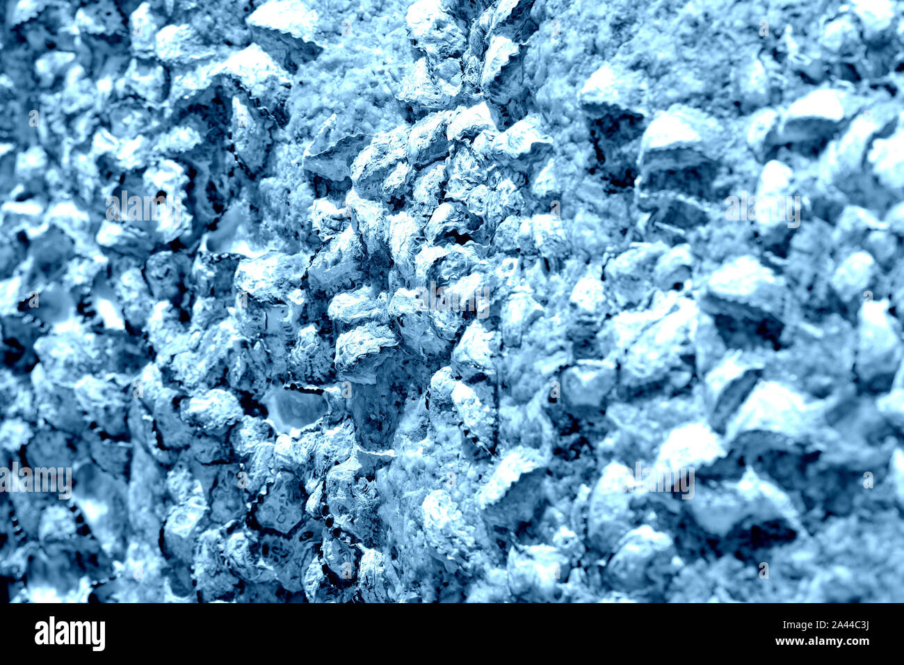 Seaside stone with seashells close-up. Natural background blue color ...