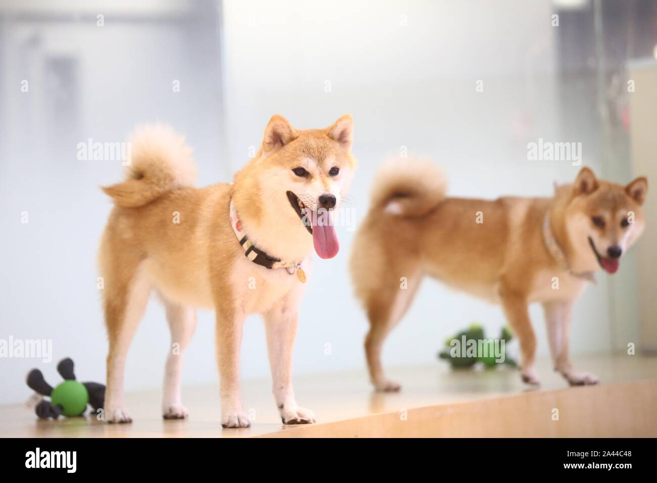 Shiba Inus in the first Shiba Inu caf¨¦ in Beijing, China, 6 August ...