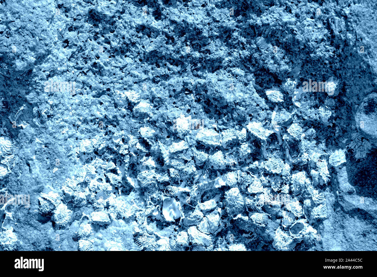 Seaside stone with seashells close-up. Natural background blue color ...