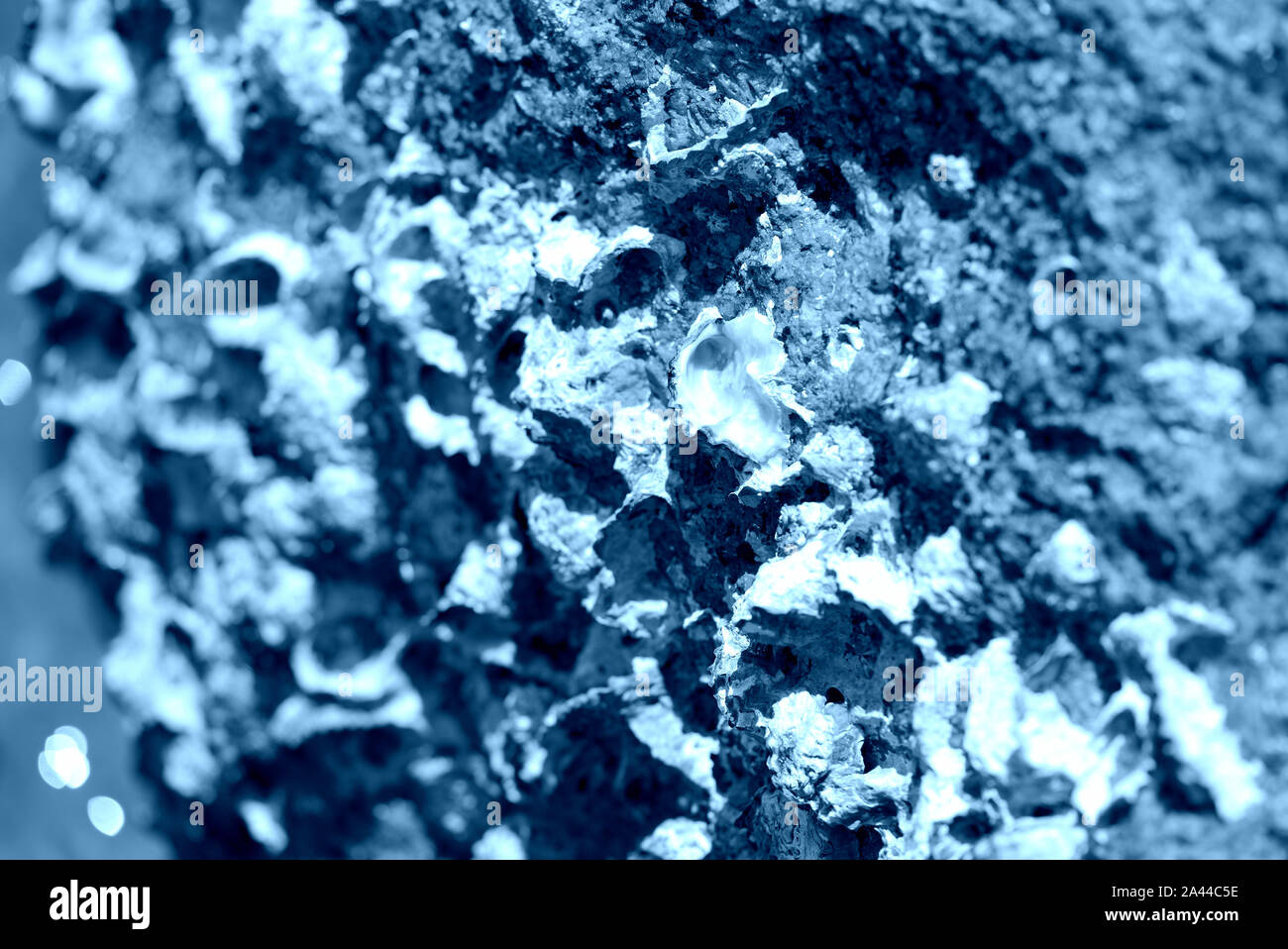 Seaside stone with seashells close-up. Natural background blue color ...