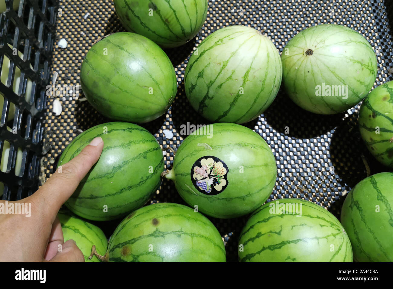 A customer shops for a palm-sized watermelon at a supermarket in Sanya ...