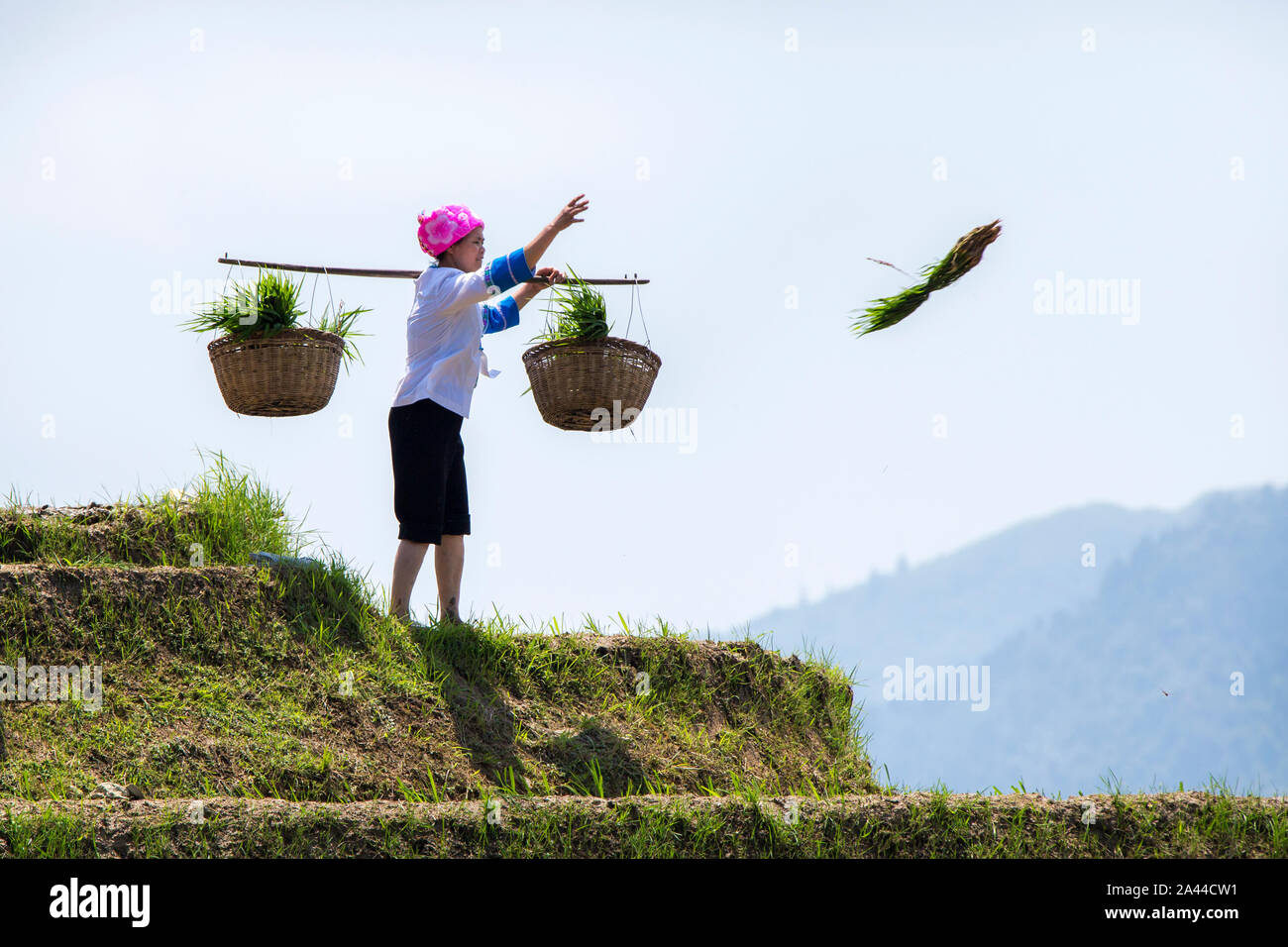 --FILE--A Chinese farmer works in the Longji terraced fields in ...