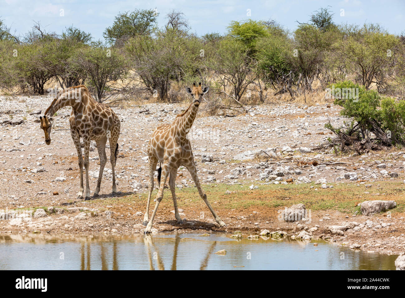 Acrobatic animal hi-res stock photography and images - Alamy