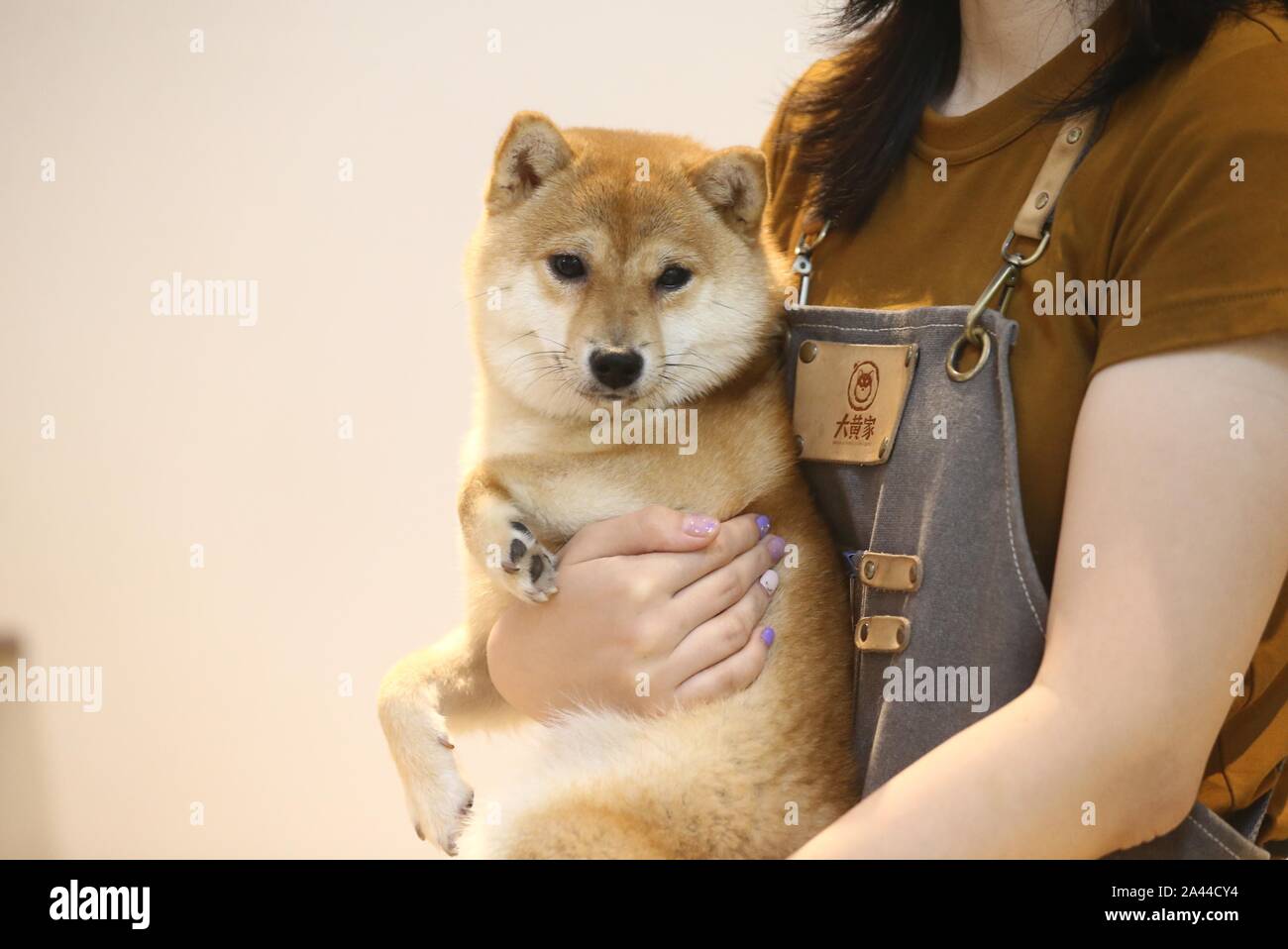 Consumers stay with Shiba Inu to relax in Beijing, China, 6 August 2019 ...