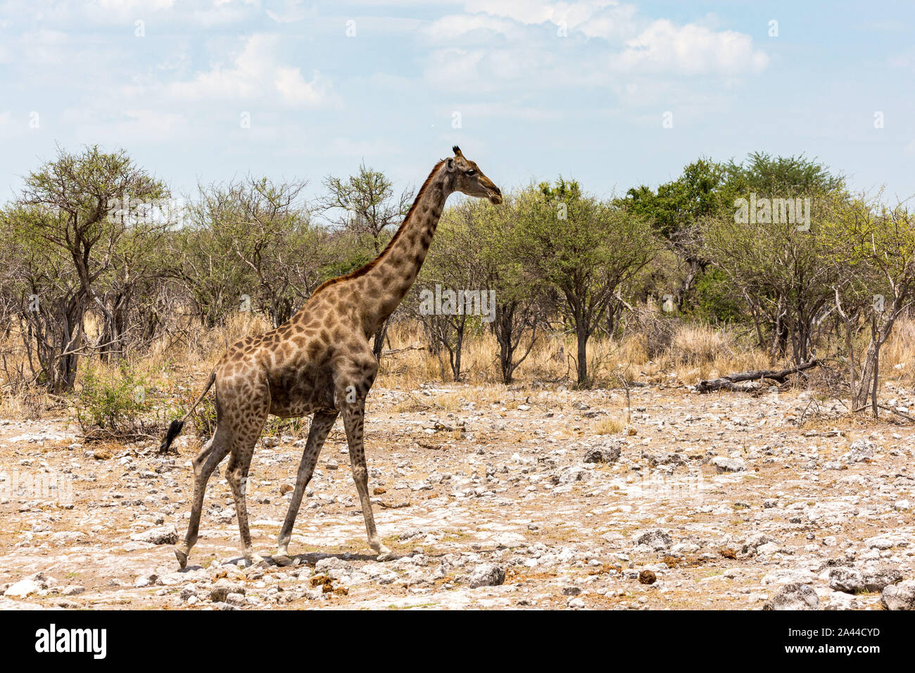 Old giraffe with dark fur walking through the steppe, Etosha, Namibia ...