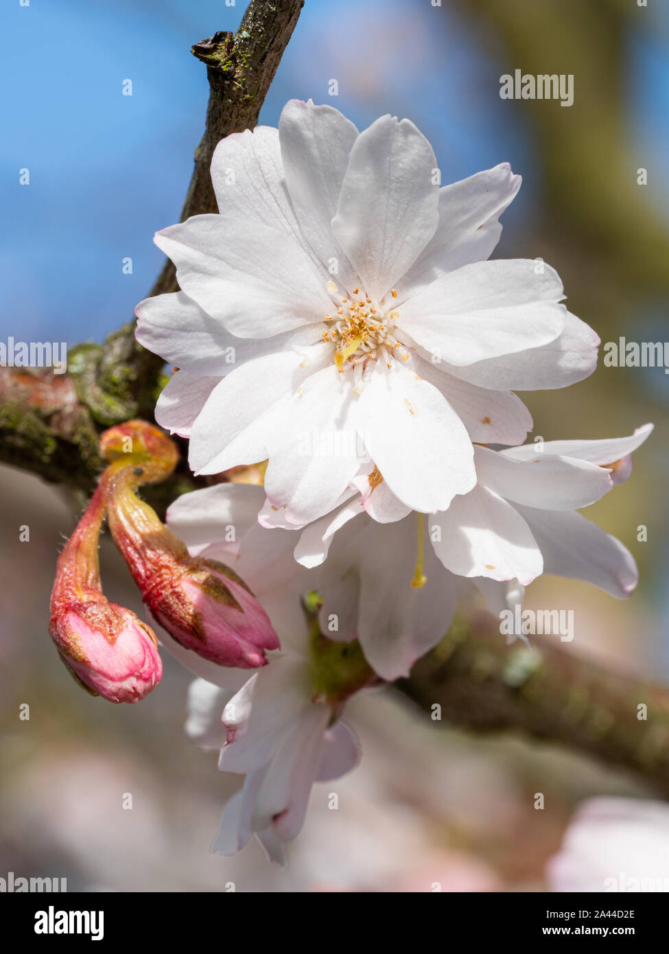 Higan tree prunus subhirtella hi-res stock photography and images - Alamy