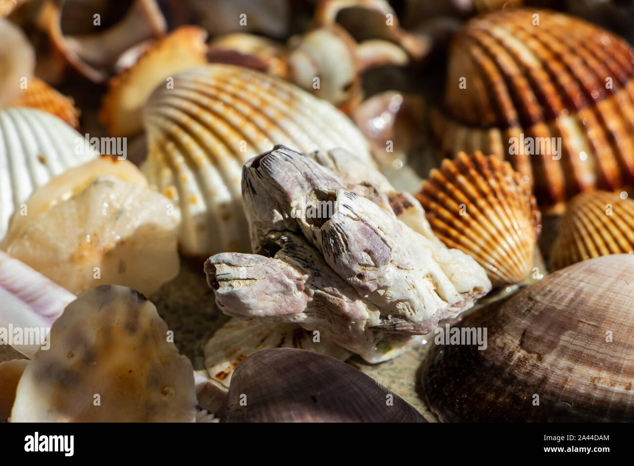 Sea shells composition. From Aegean Sea Stock Photo - Alamy