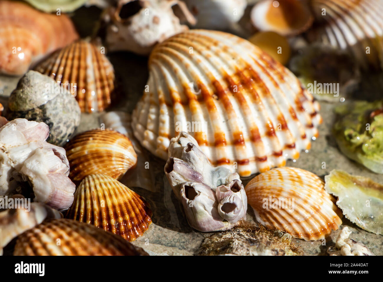 Sea shells composition. From Aegean Sea Stock Photo - Alamy