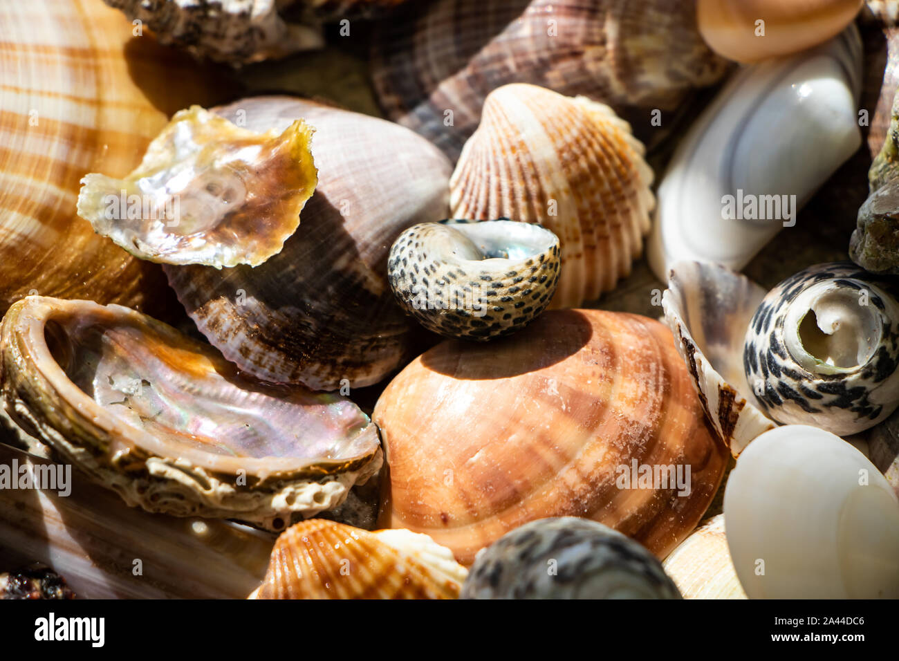 Sea shells composition. From Aegean Sea Stock Photo - Alamy